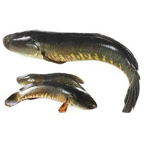 Viral/ Korameenu/ Murrel Fish, 500 g, (Frozen)